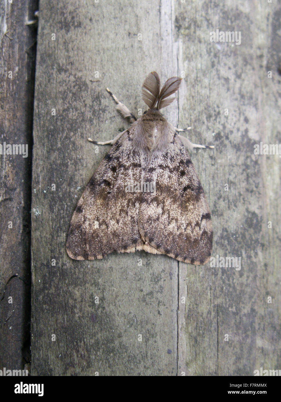 Gypsy moth, male Stock Photo - Alamy