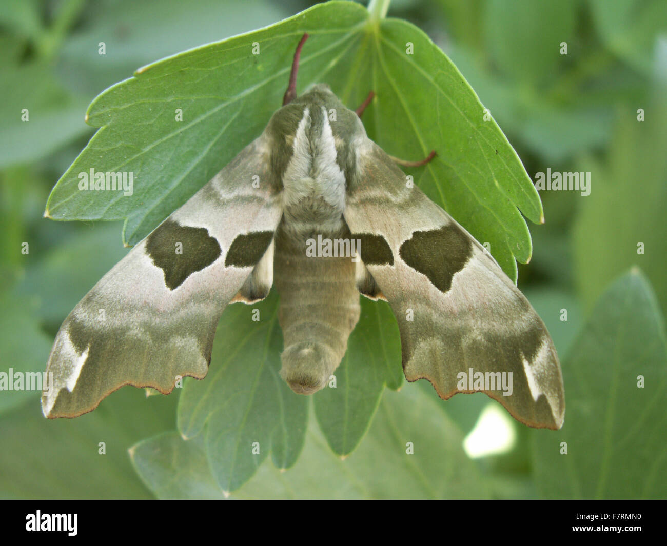 Spectacular moth hi-res stock photography and images - Alamy