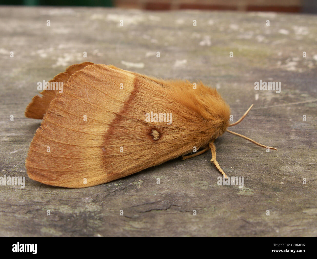 Oak Eggar moth Stock Photo - Alamy