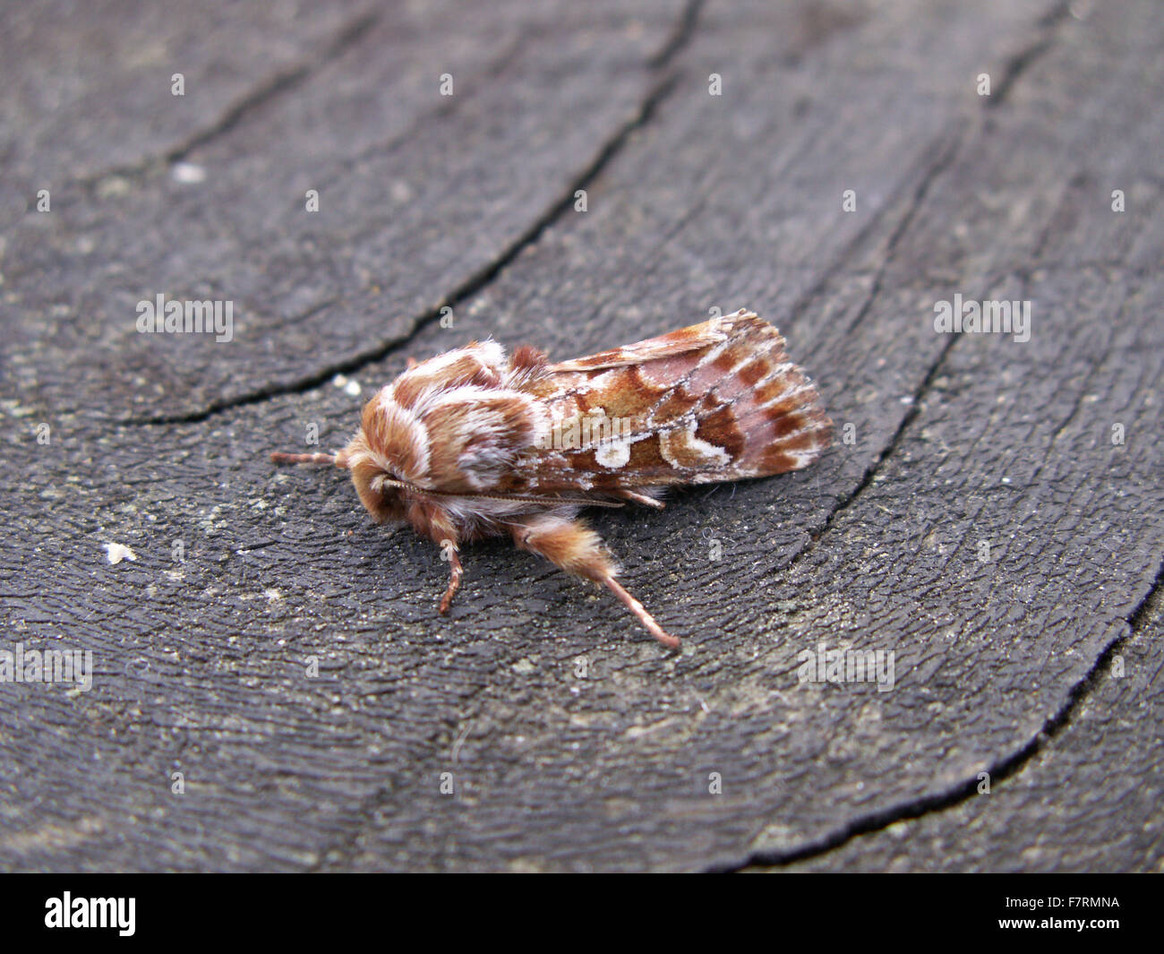 Pine Beauty moth Stock Photo - Alamy