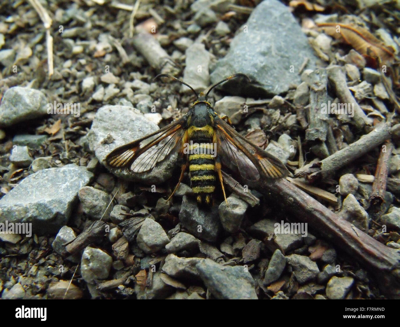 Six-belted Clearwing moth Stock Photo - Alamy