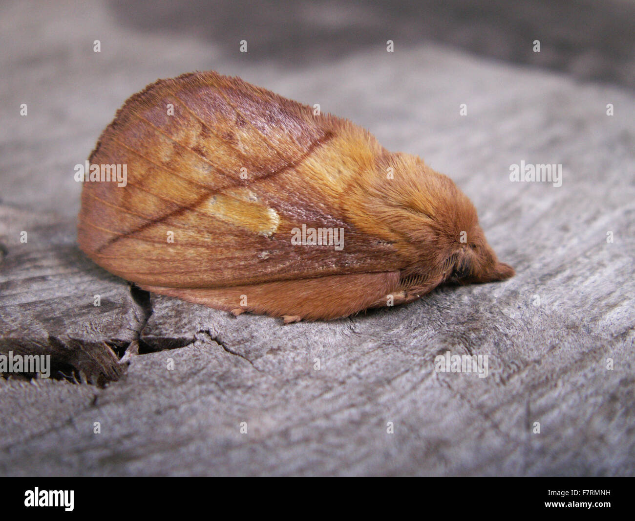 Moth trap people hi-res stock photography and images - Alamy