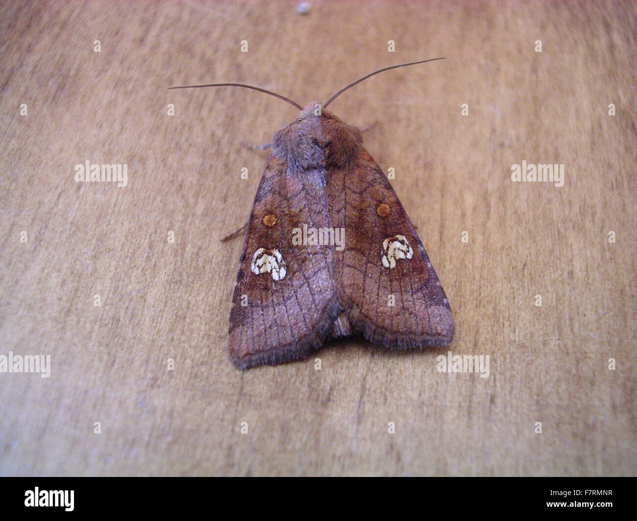 Moth trap people hi-res stock photography and images - Alamy