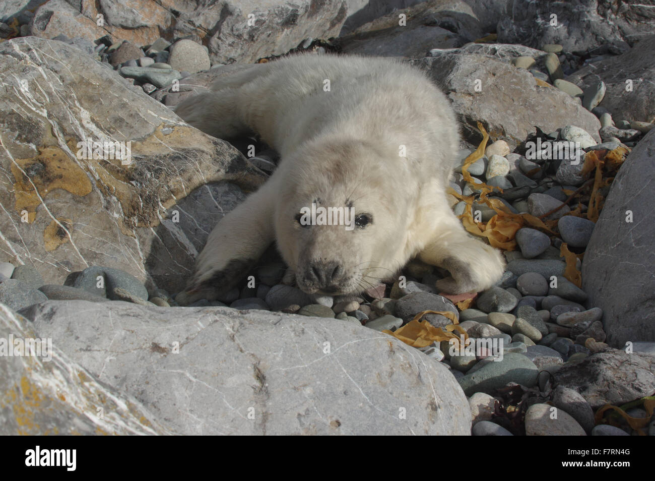 Grey seal pup on a pebble beach Stock Photo - Alamy