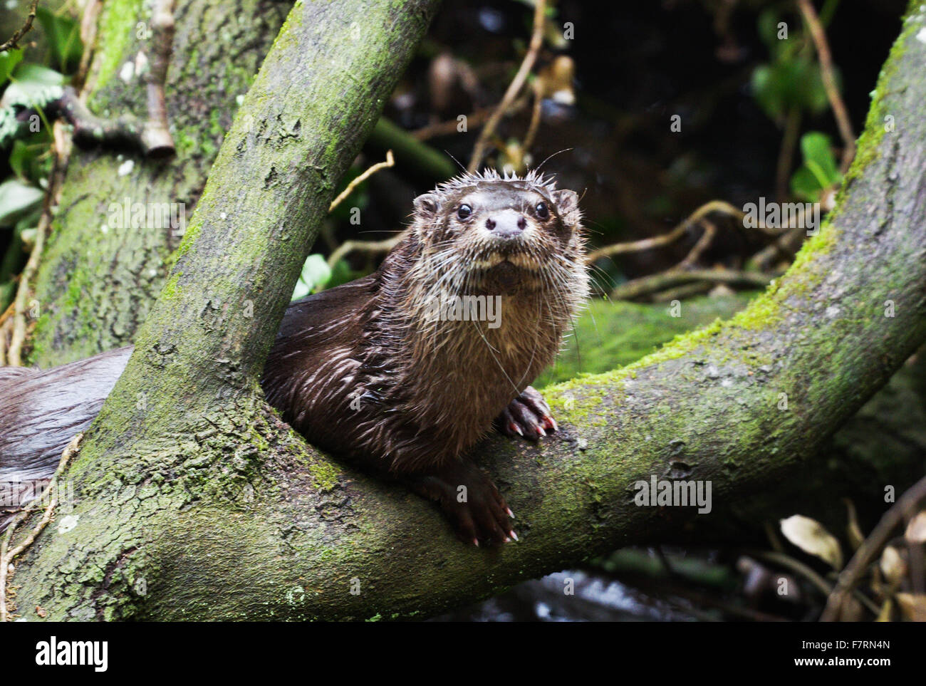 Otter, amongst the branches of a felled tree Stock Photo - Alamy