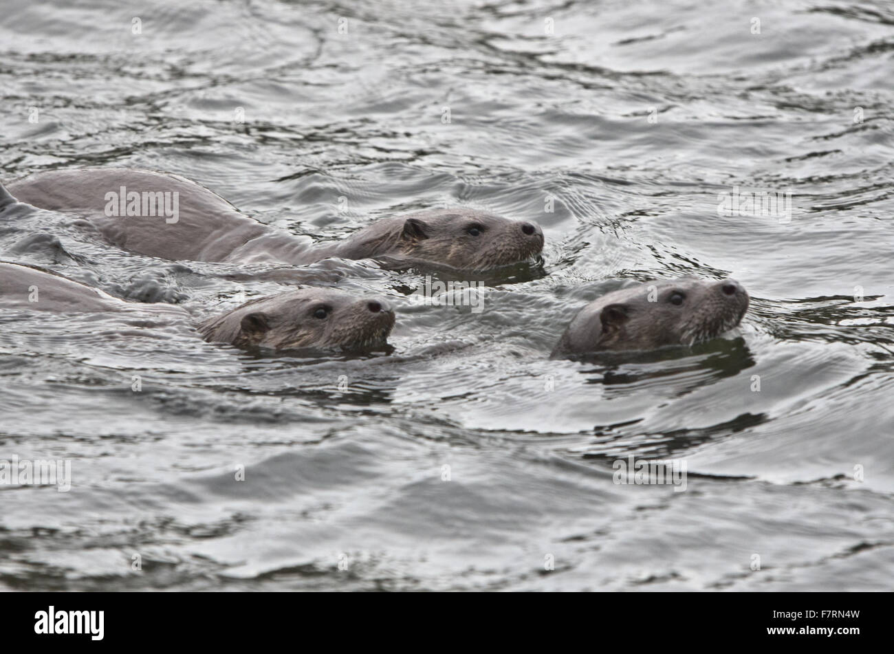 Family of three otters, swimming together with heads showing at the ...