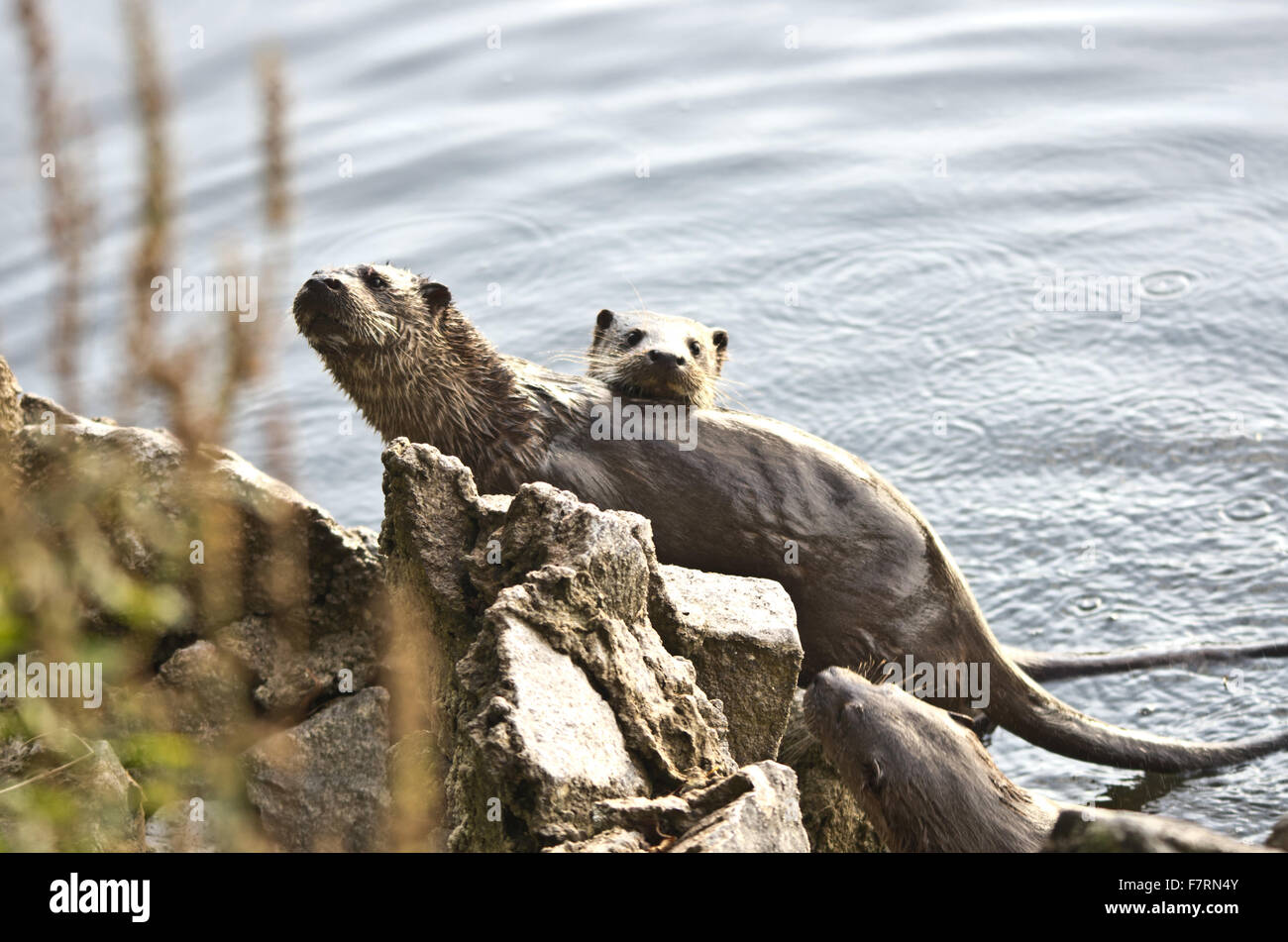 Family of three otters at the water's edge Stock Photo - Alamy