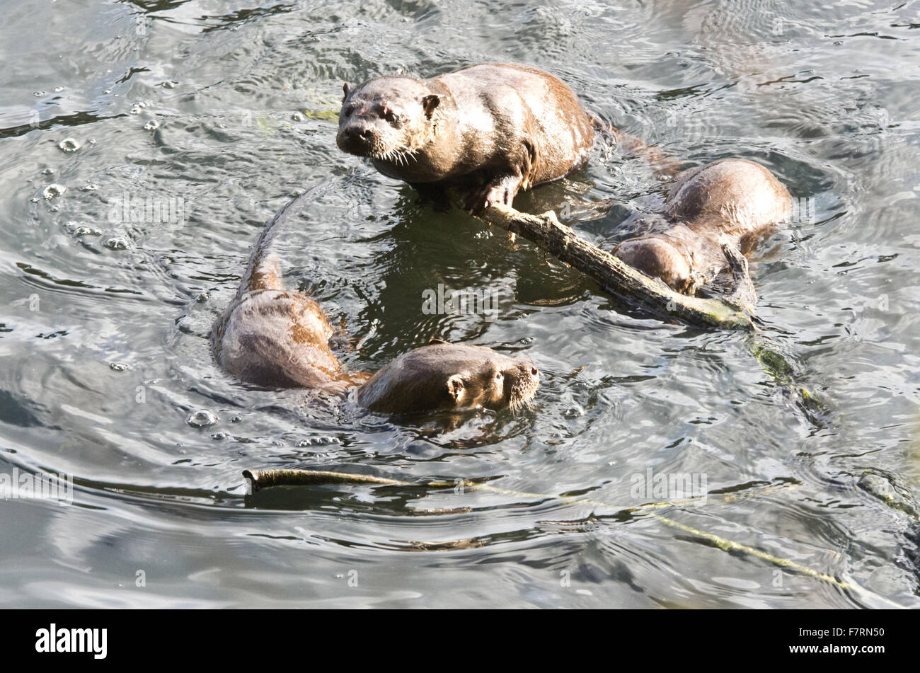 Family of three otters playing with a branch in the water Stock Photo ...