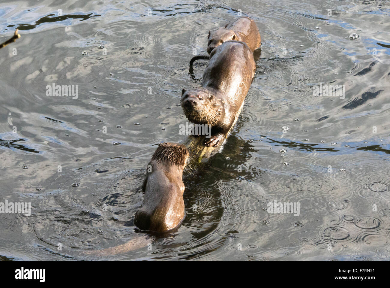 Family of three otters playing on a log in the water Stock Photo - Alamy