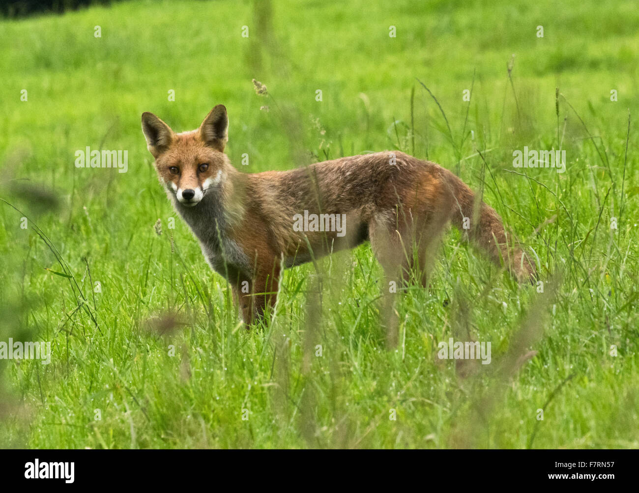 Adult fox in meadow Stock Photo - Alamy