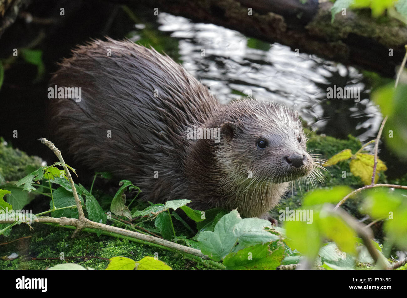 Webbed feet otter hi-res stock photography and images - Alamy