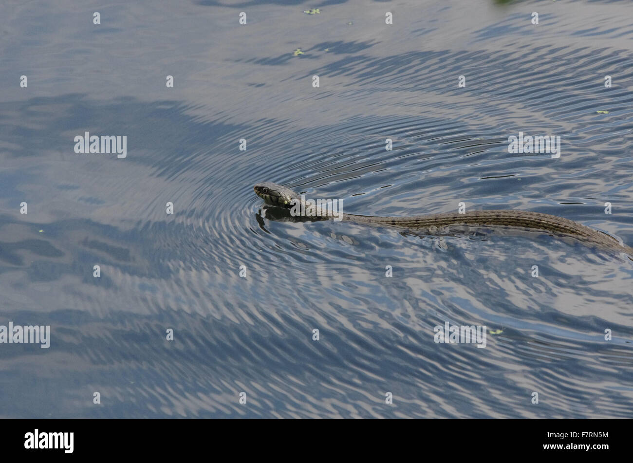 Grass Snake, swimming in a lake Stock Photo - Alamy
