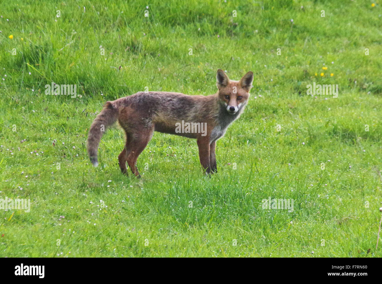 Adult fox in grassland Stock Photo - Alamy