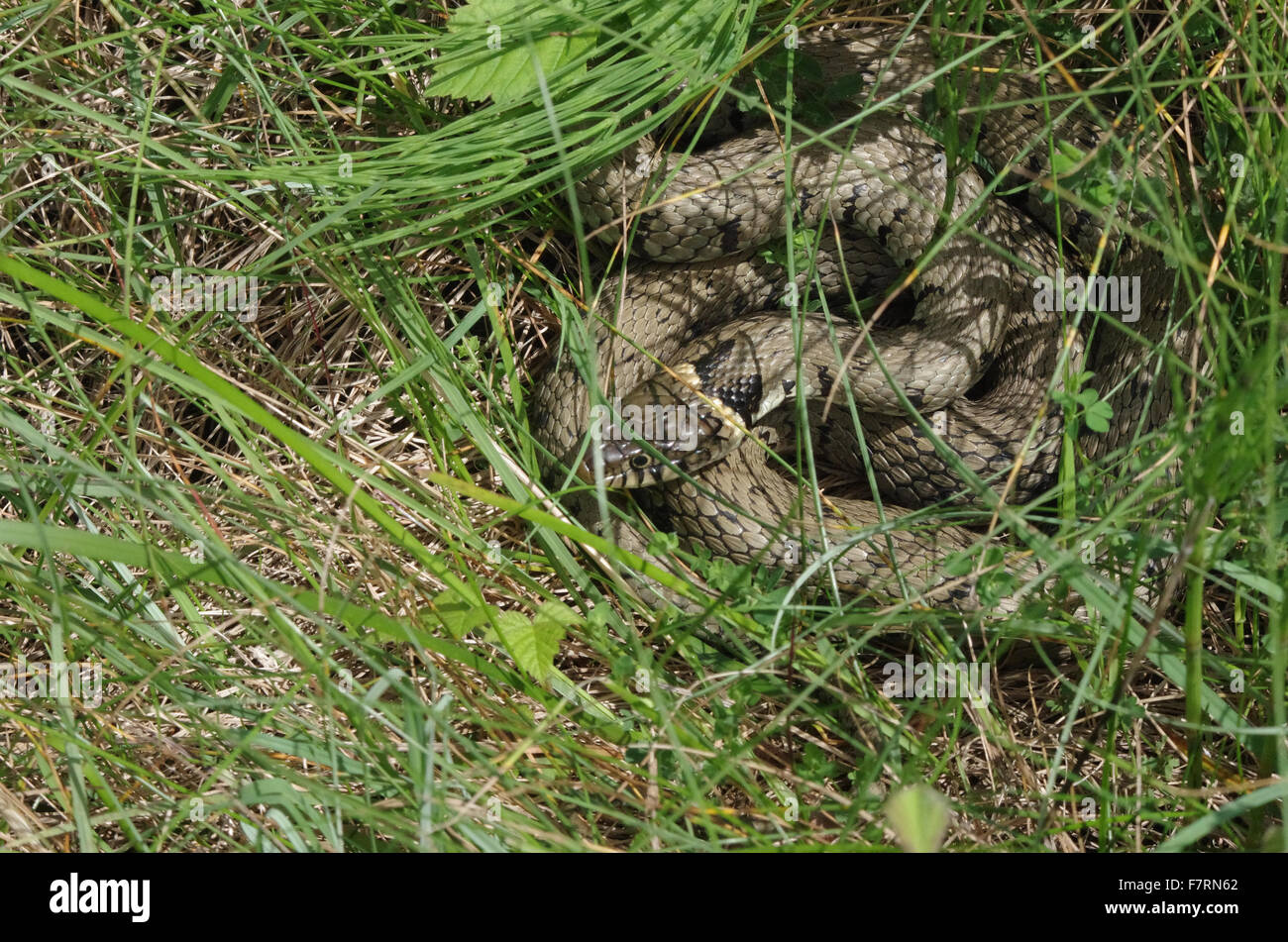 Black snake in the grass hi-res stock photography and images - Alamy
