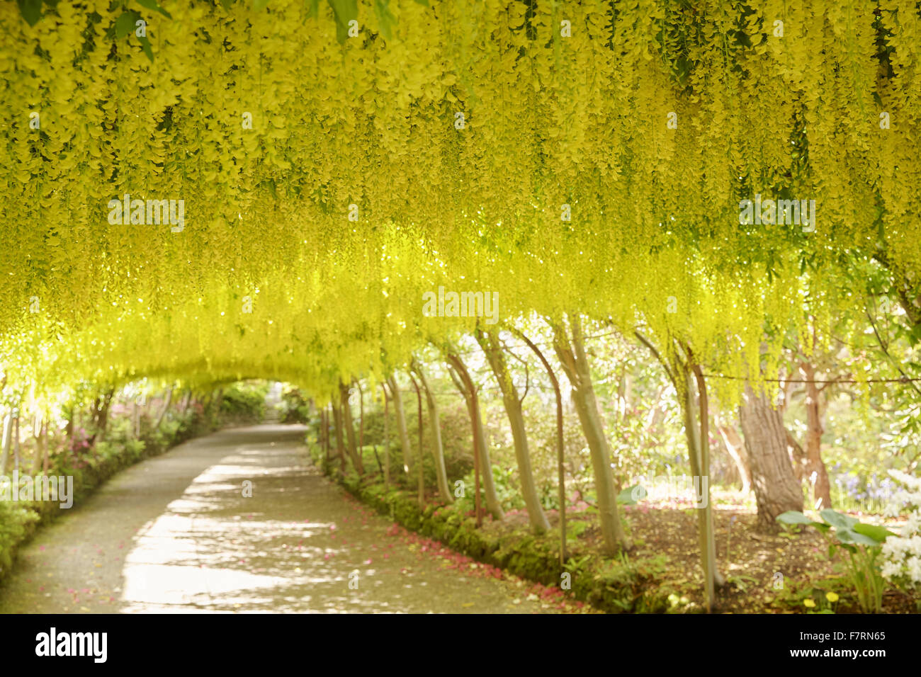Laburnum Arch Bodnant Garden High Resolution Stock Photography and ...