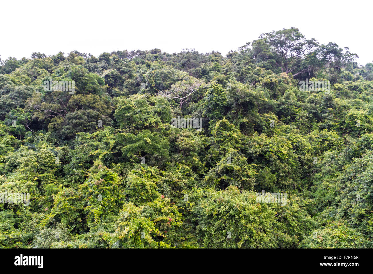 Chinese jungle, island of Hainan Stock Photo - Alamy