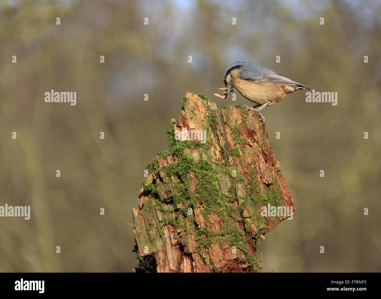 Nuthatch feeding hi-res stock photography and images - Alamy