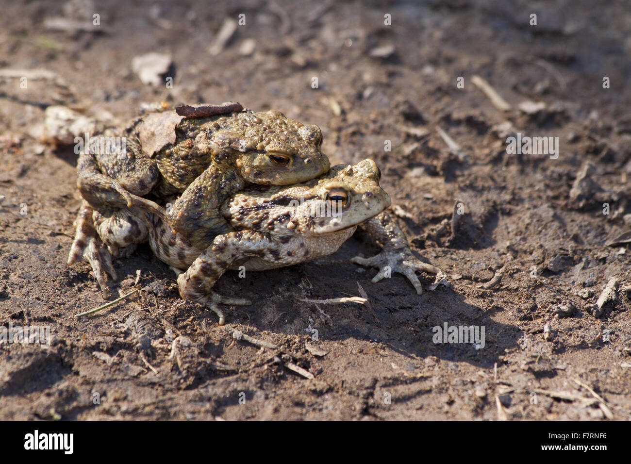 Common toads in amplexus Stock Photo - Alamy