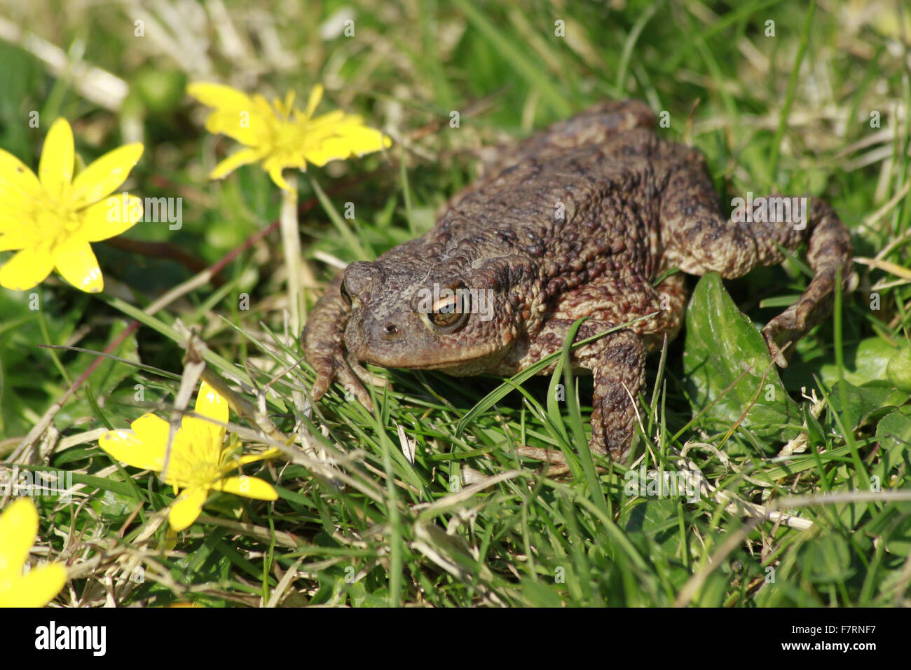 Common toad on land, with celandine flowers Stock Photo - Alamy