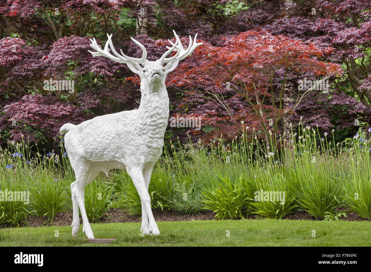 Big White Stag