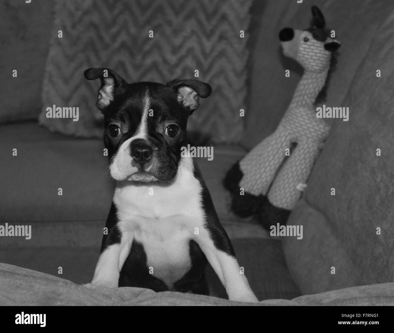 Boston teddy hi-res stock photography and images - Alamy