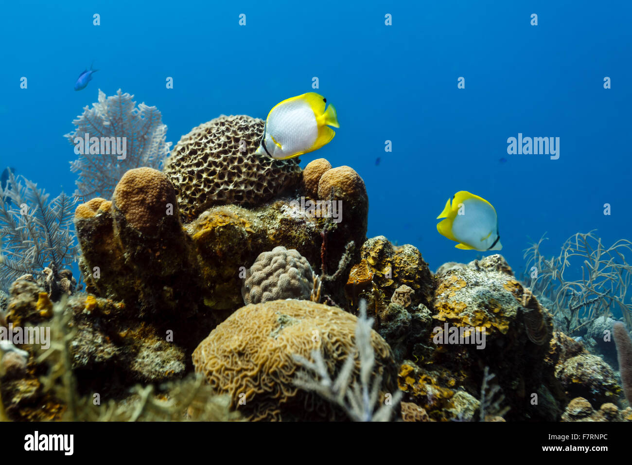 Close up of sergeant major fish swimming past brain coral and sponges ...