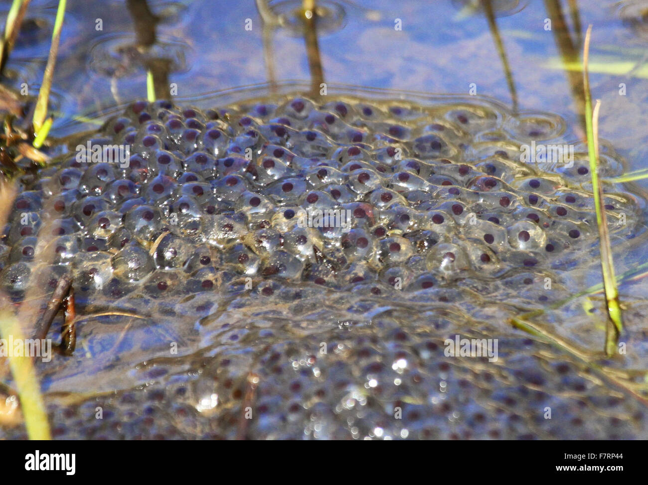 Spawn and eggs hi-res stock photography and images - Alamy