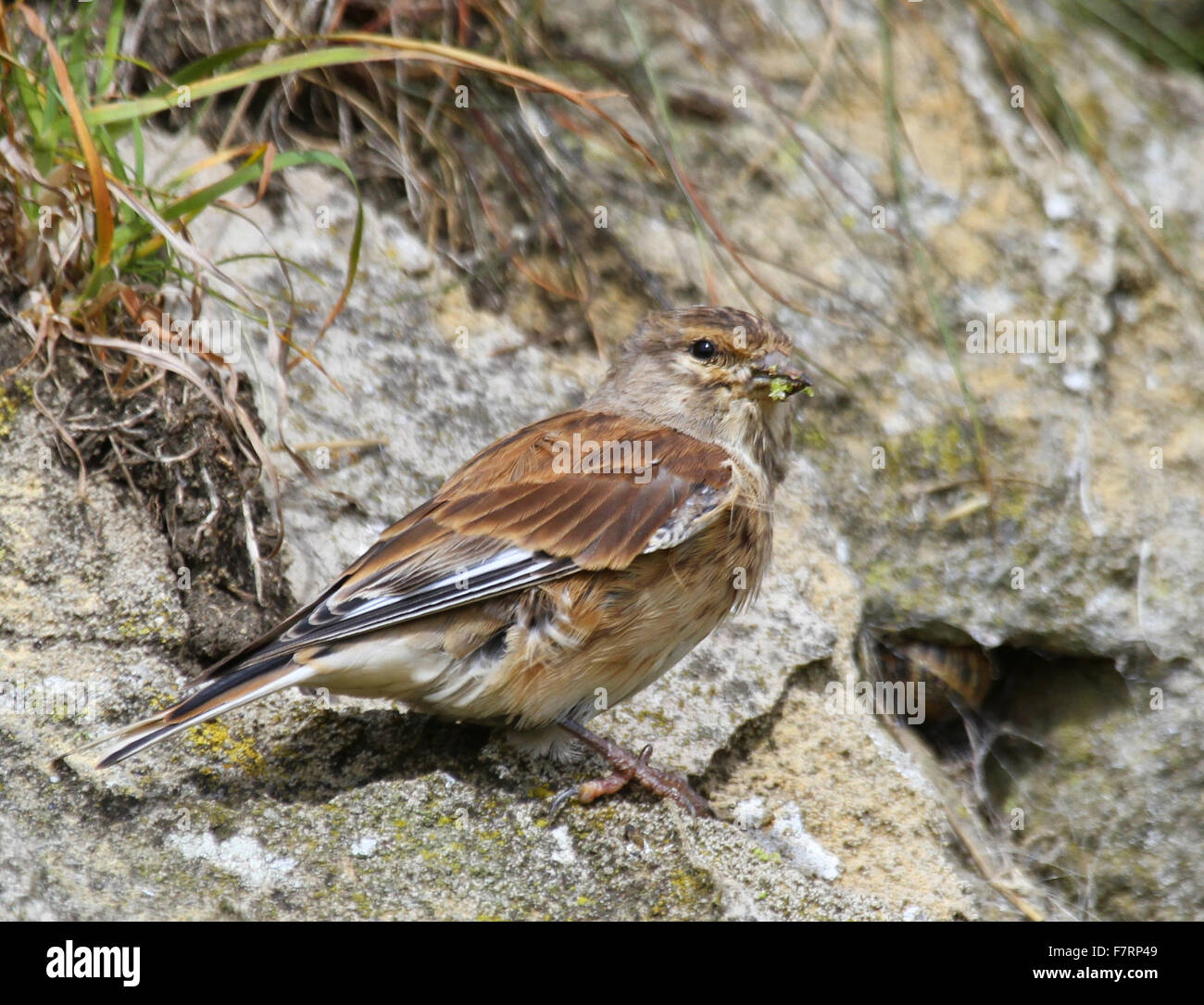 Linnet, Trow Quarry Stock Photo - Alamy