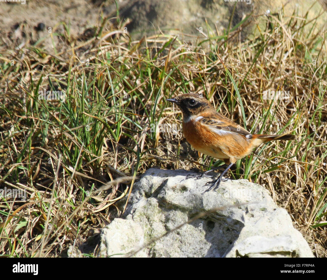 Trow hi-res stock photography and images - Alamy