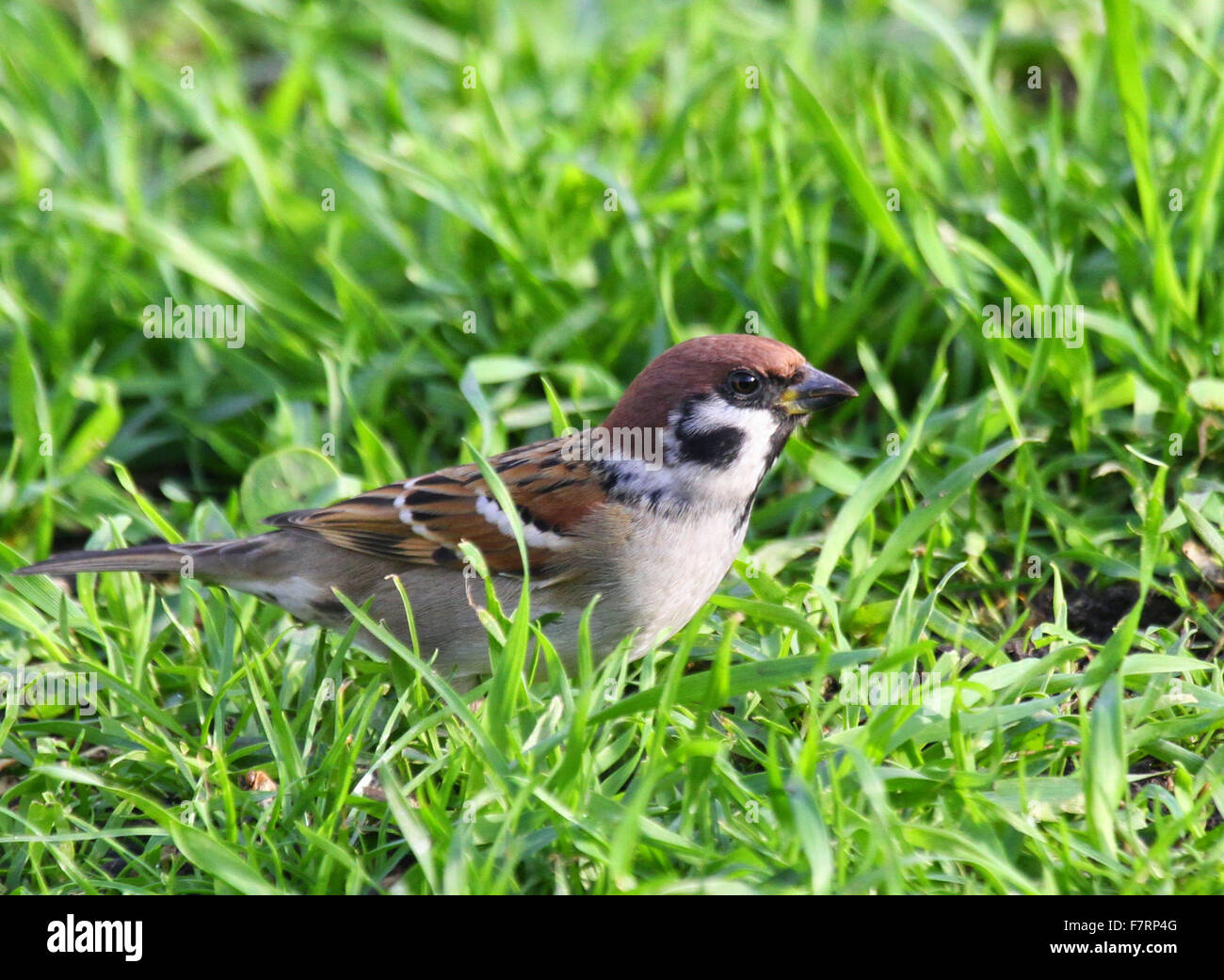 English sparrow tree hi-res stock photography and images - Alamy
