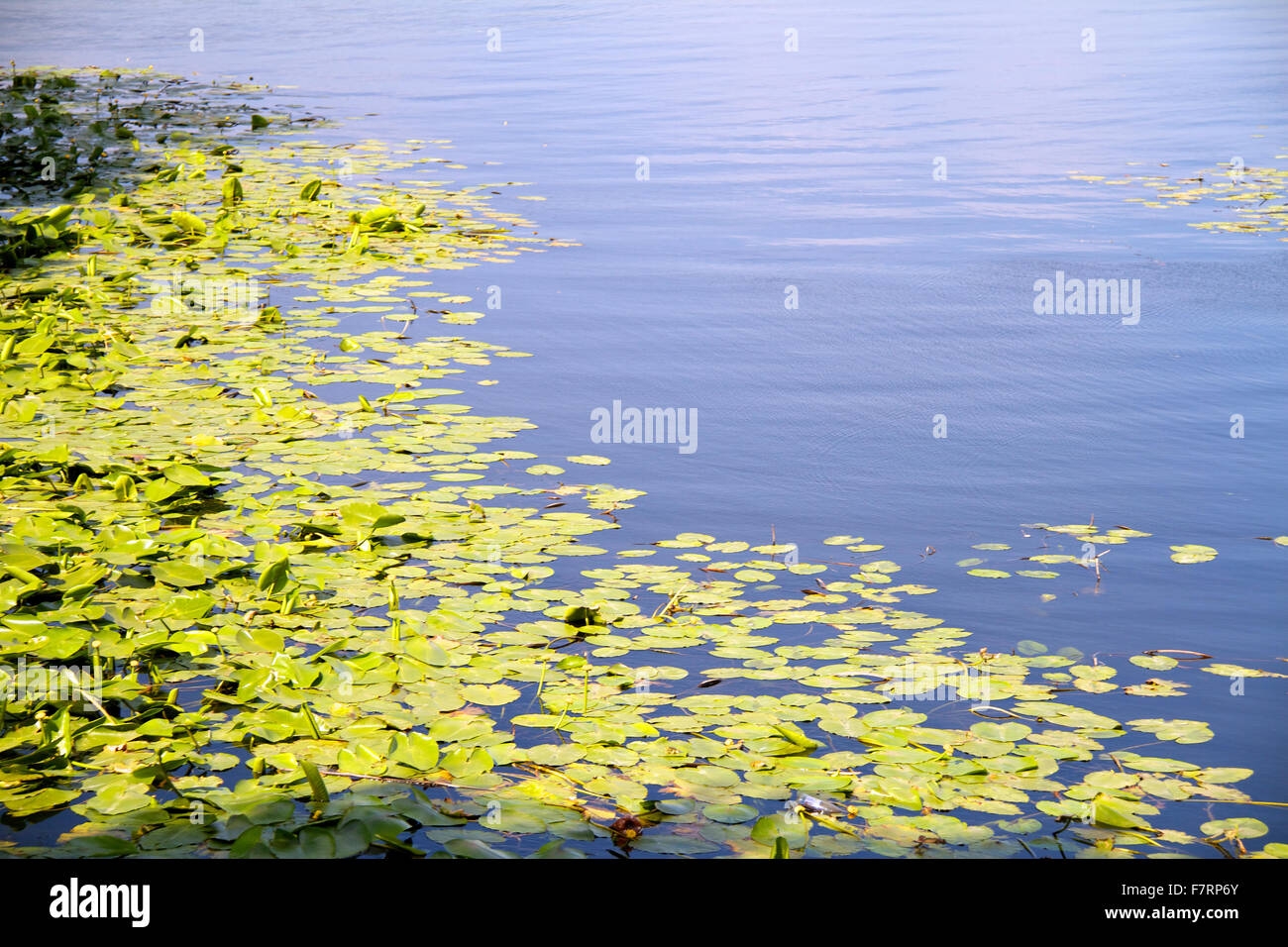 Dnipro river coast in Ukraine Stock Photo - Alamy