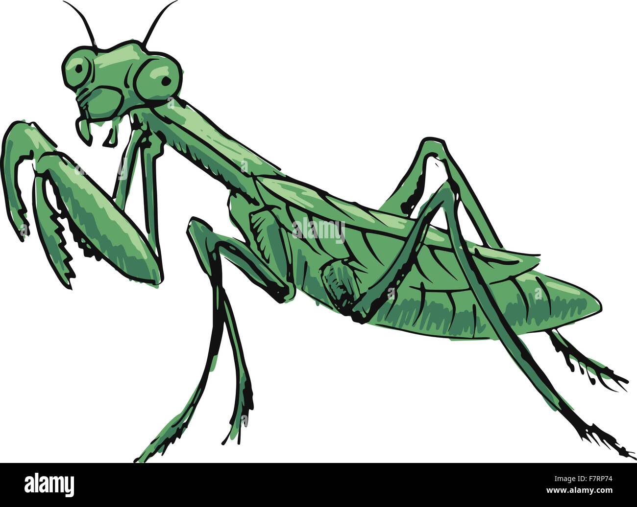 Praying mantis species Stock Vector Images - Alamy