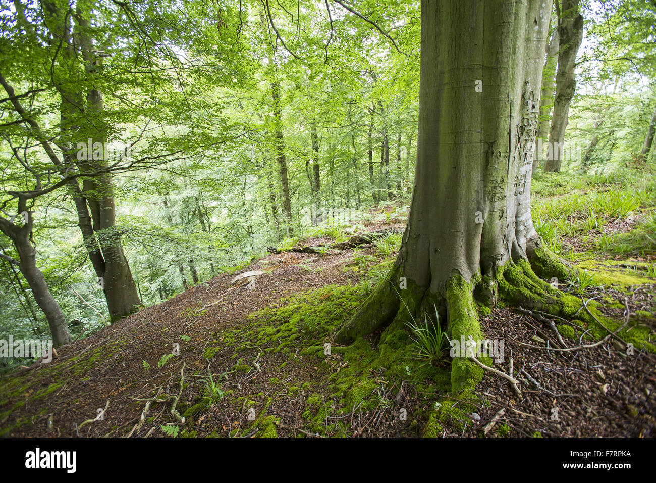 The summer at Allen Banks and Staward Gorge, Northumberland. This is a ...