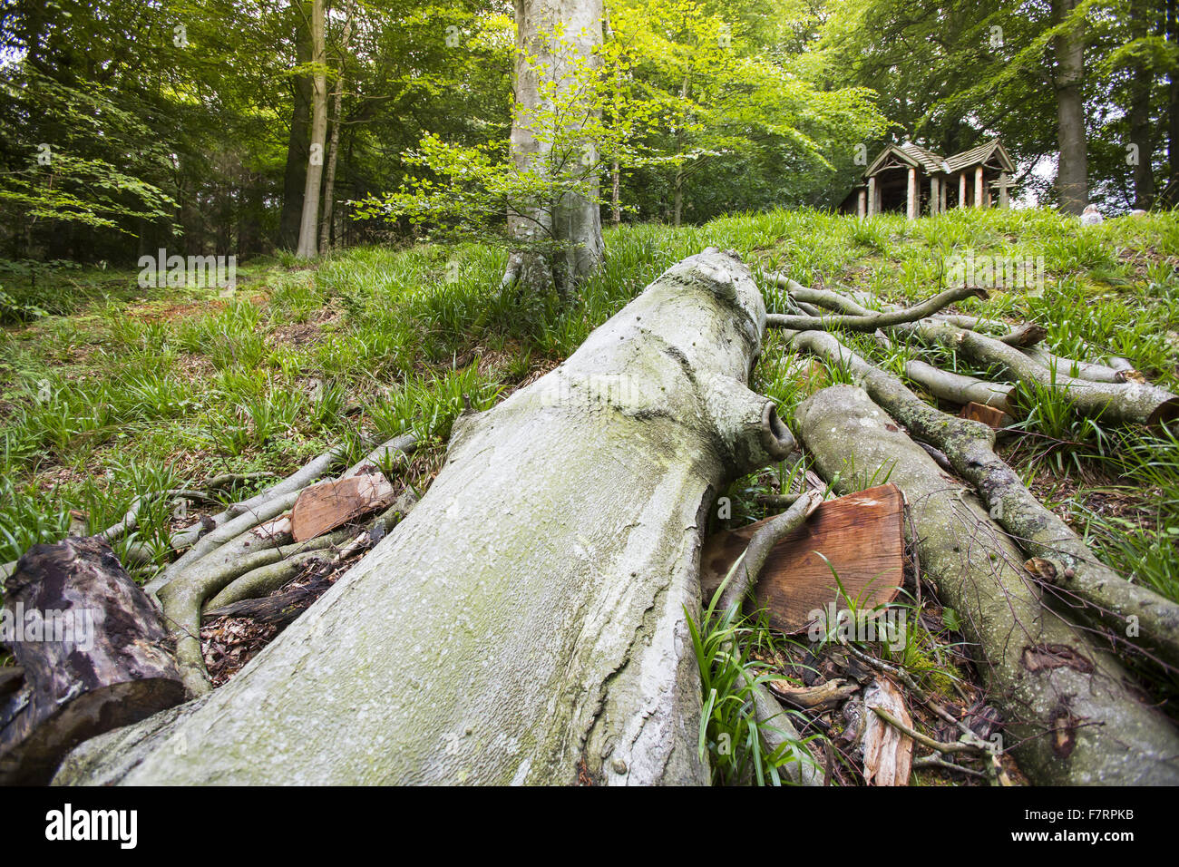 The summer at Allen Banks and Staward Gorge, Northumberland. This is a ...