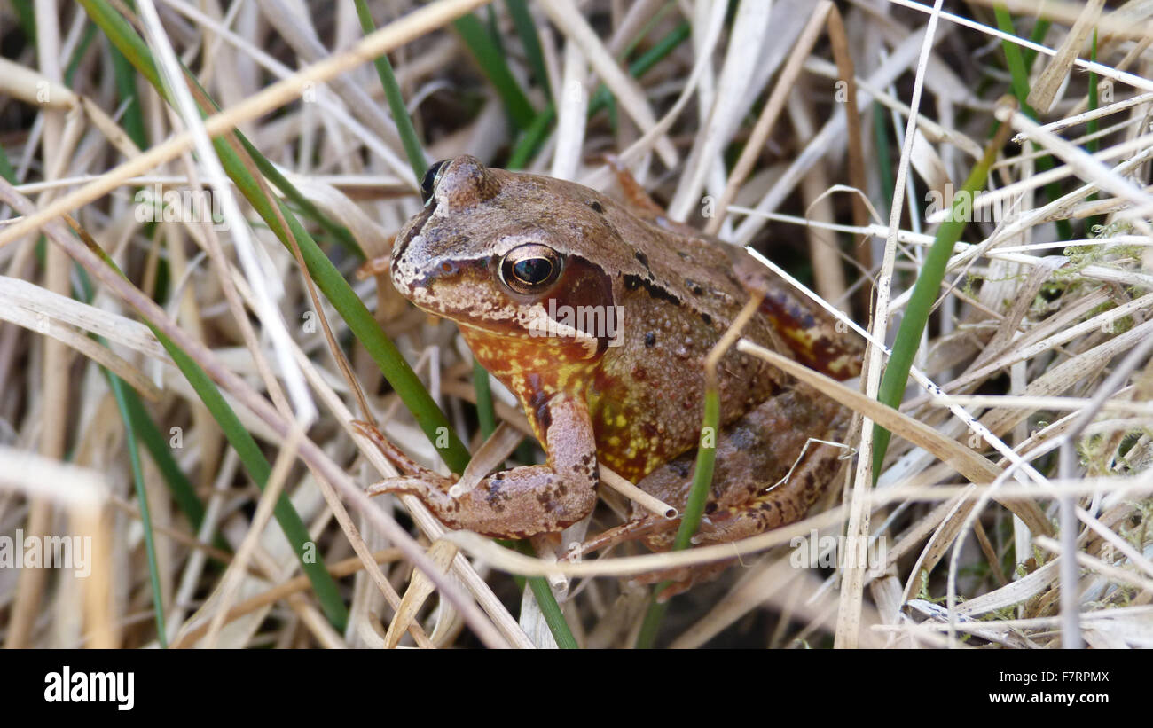 Familiar amphibian common frog in hi-res stock photography and images ...