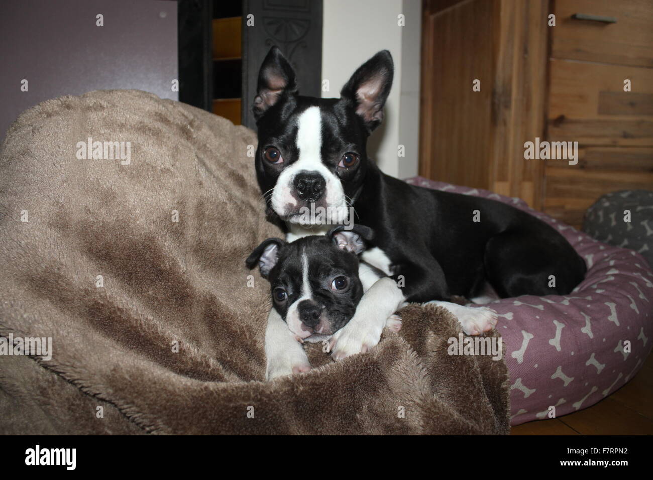 Boston animals hi-res stock photography and images - Alamy