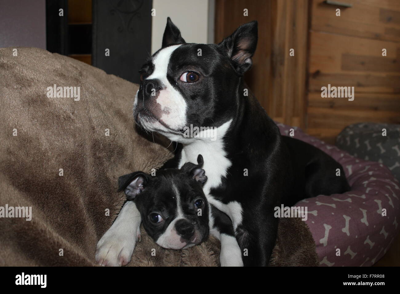 Boston animals hi-res stock photography and images - Alamy
