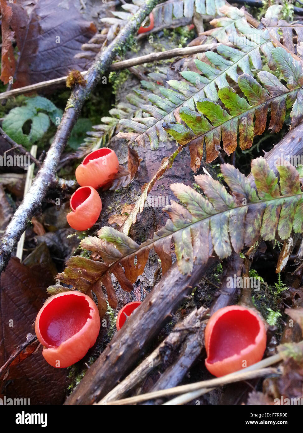Scarlet elf cup fungus on woodland floor Stock Photo - Alamy