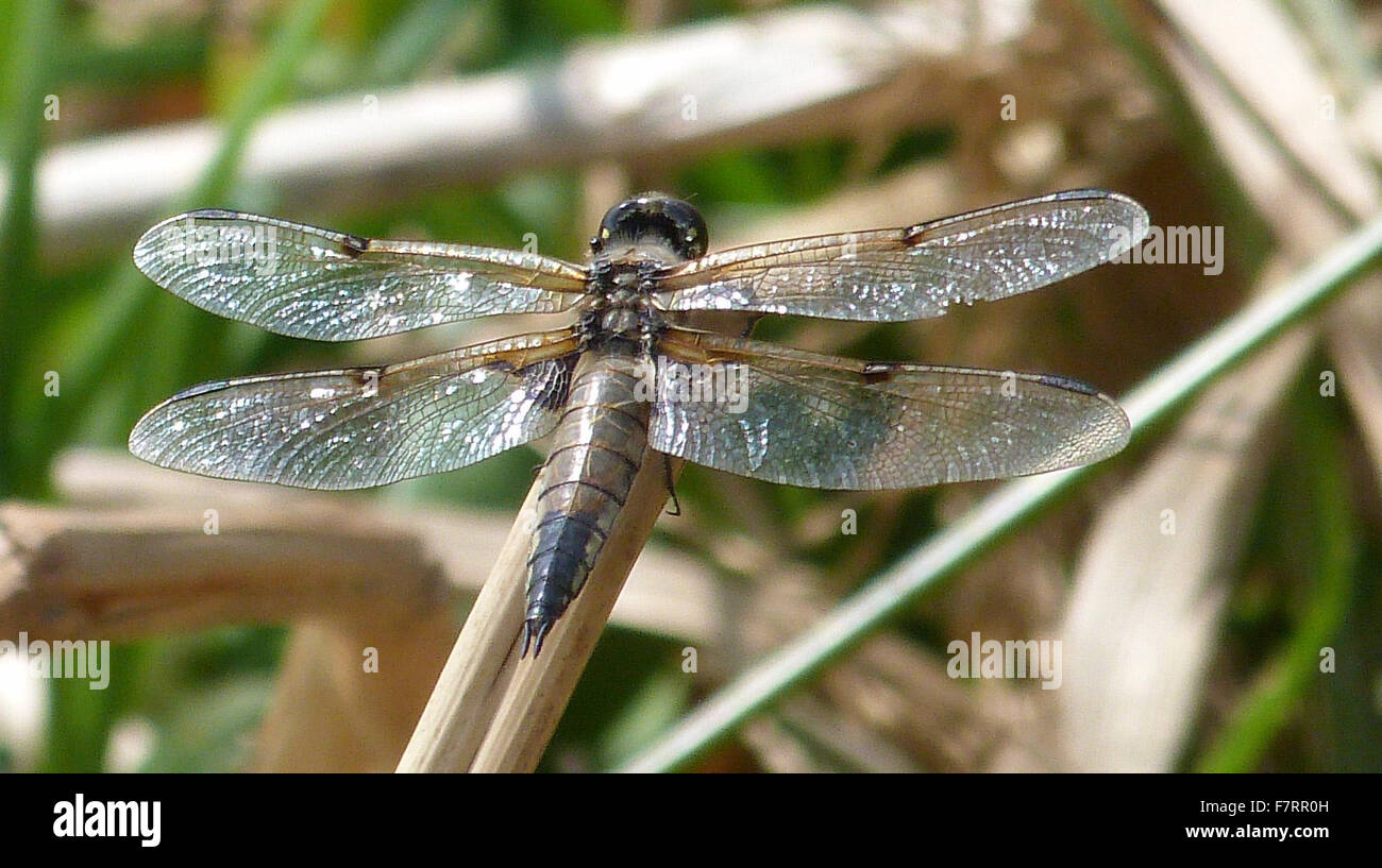 Four-spotted chaser dragonfly Stock Photo - Alamy