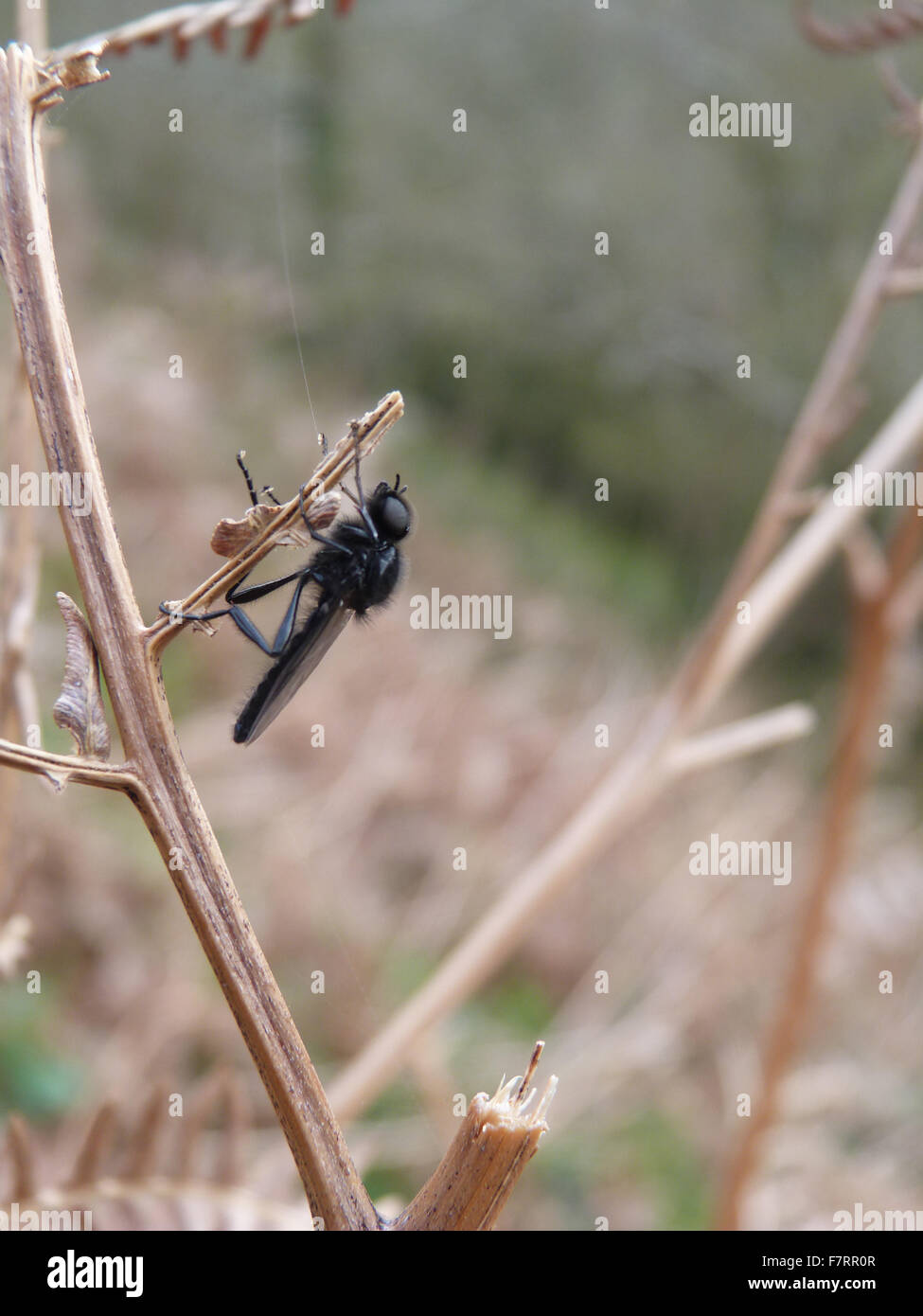 St Mark's fly resting on a dead bracken stem, taken a day before St ...