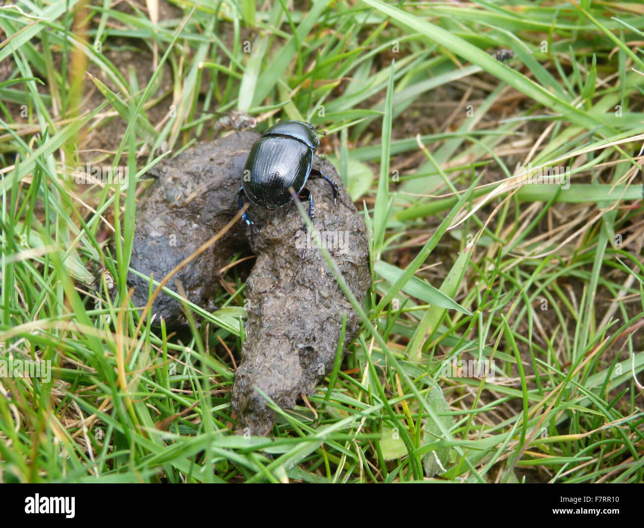 Dung beetle in action Stock Photo - Alamy