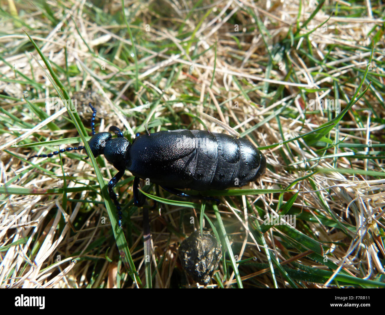 Violet Oil Beetle Stock Photo - Alamy