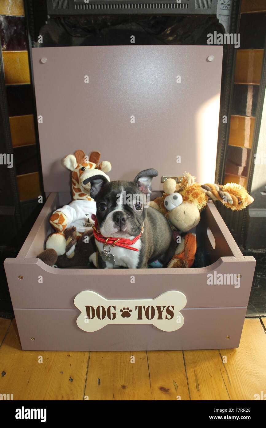 Boston teddy hi-res stock photography and images - Alamy