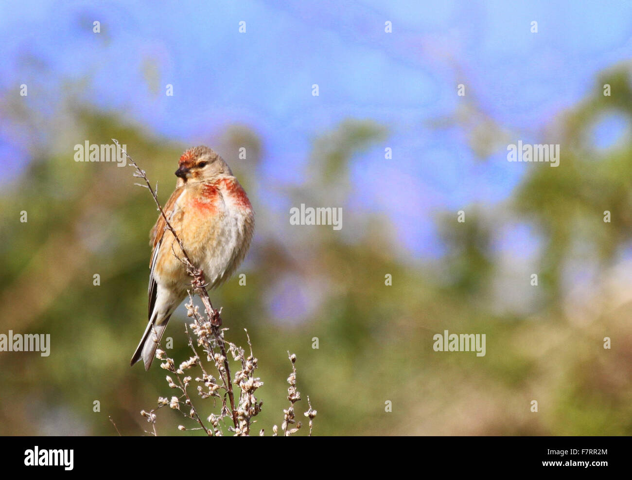 Male linnet uk hi-res stock photography and images - Alamy