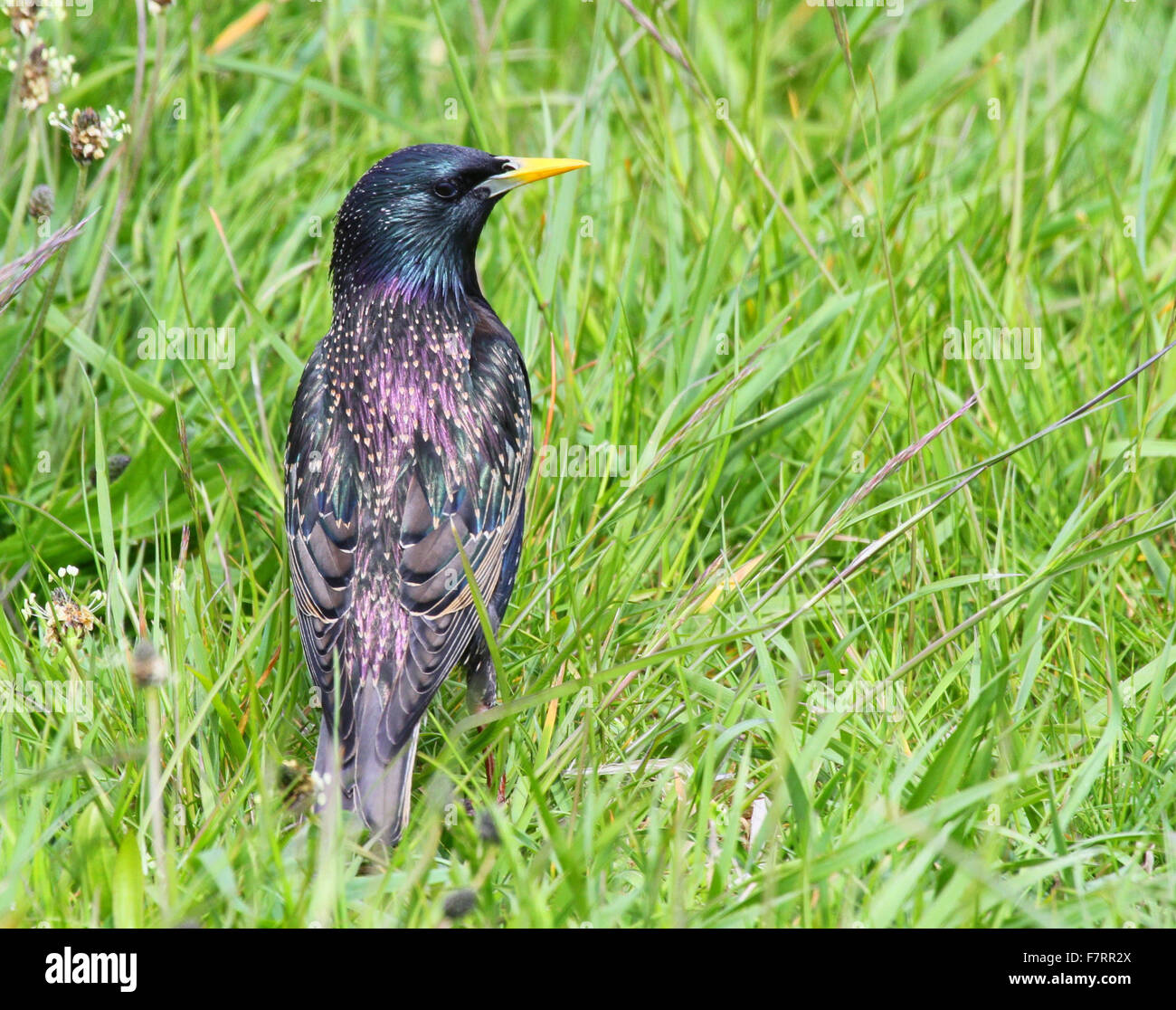 Purple glossy starling hi-res stock photography and images - Alamy
