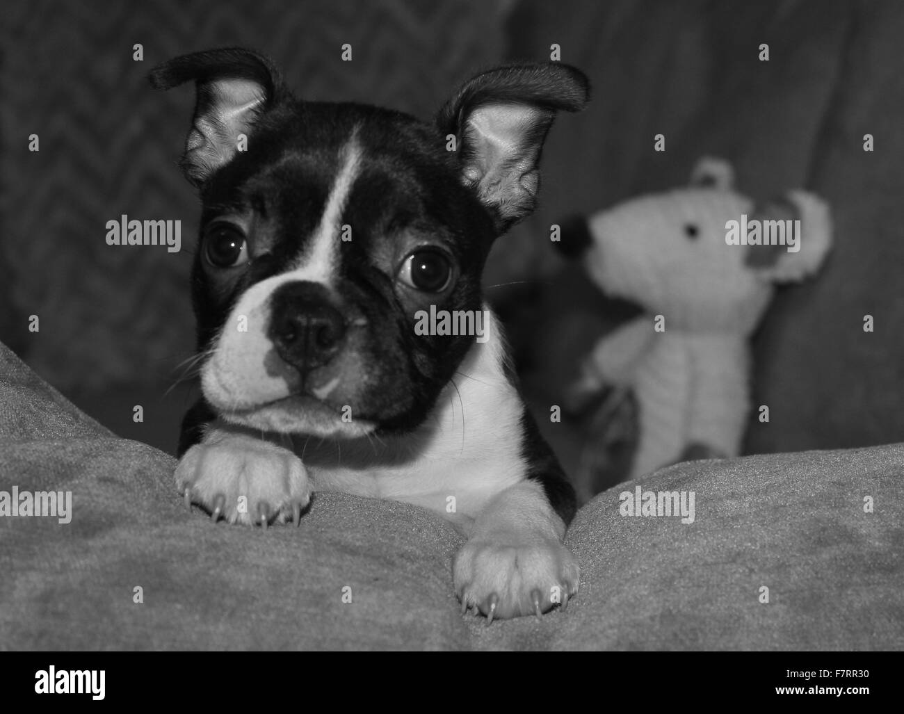 Boston terrier dog face hi-res stock photography and images - Alamy