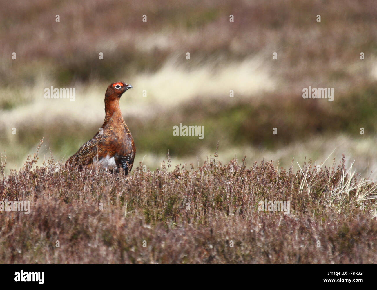 Wildlife on moorland hi-res stock photography and images - Alamy