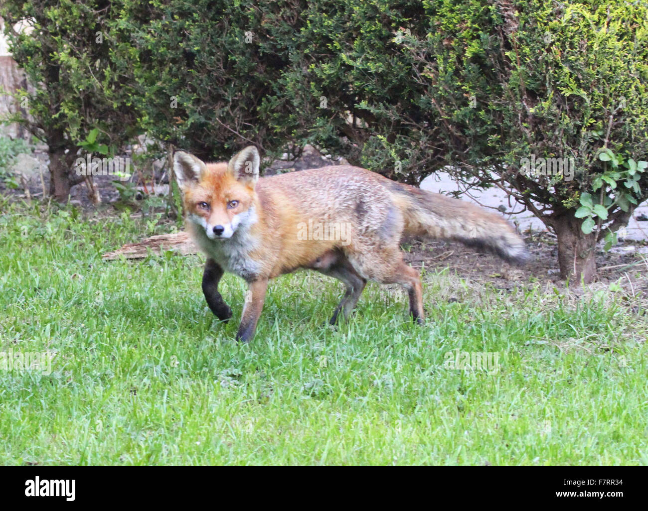 Adult fox, vixen in garden Stock Photo - Alamy