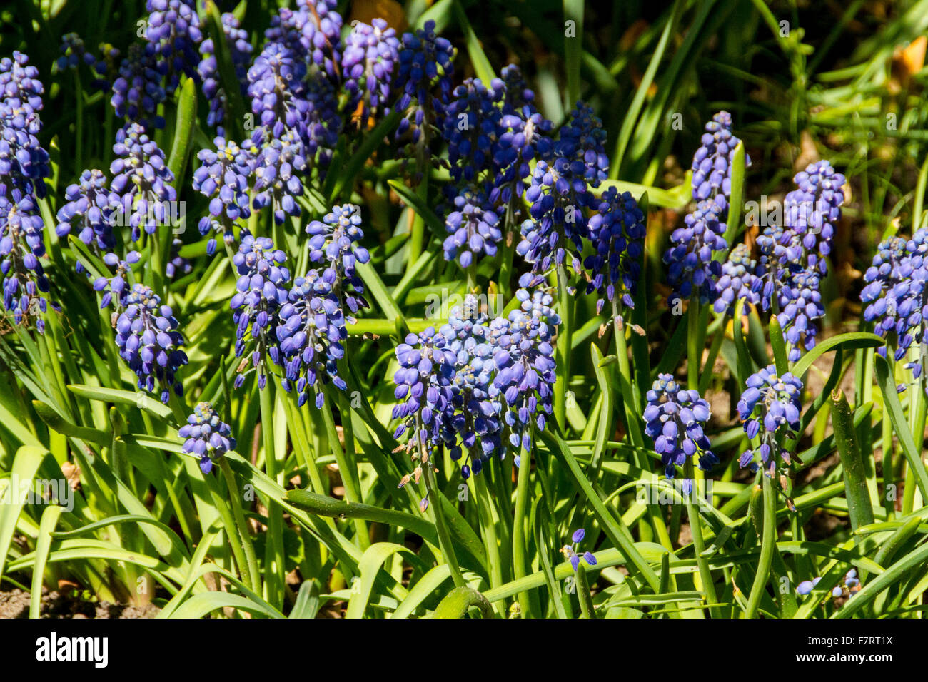 First blue Springs flowers " Muscari Stock Photo - Alamy