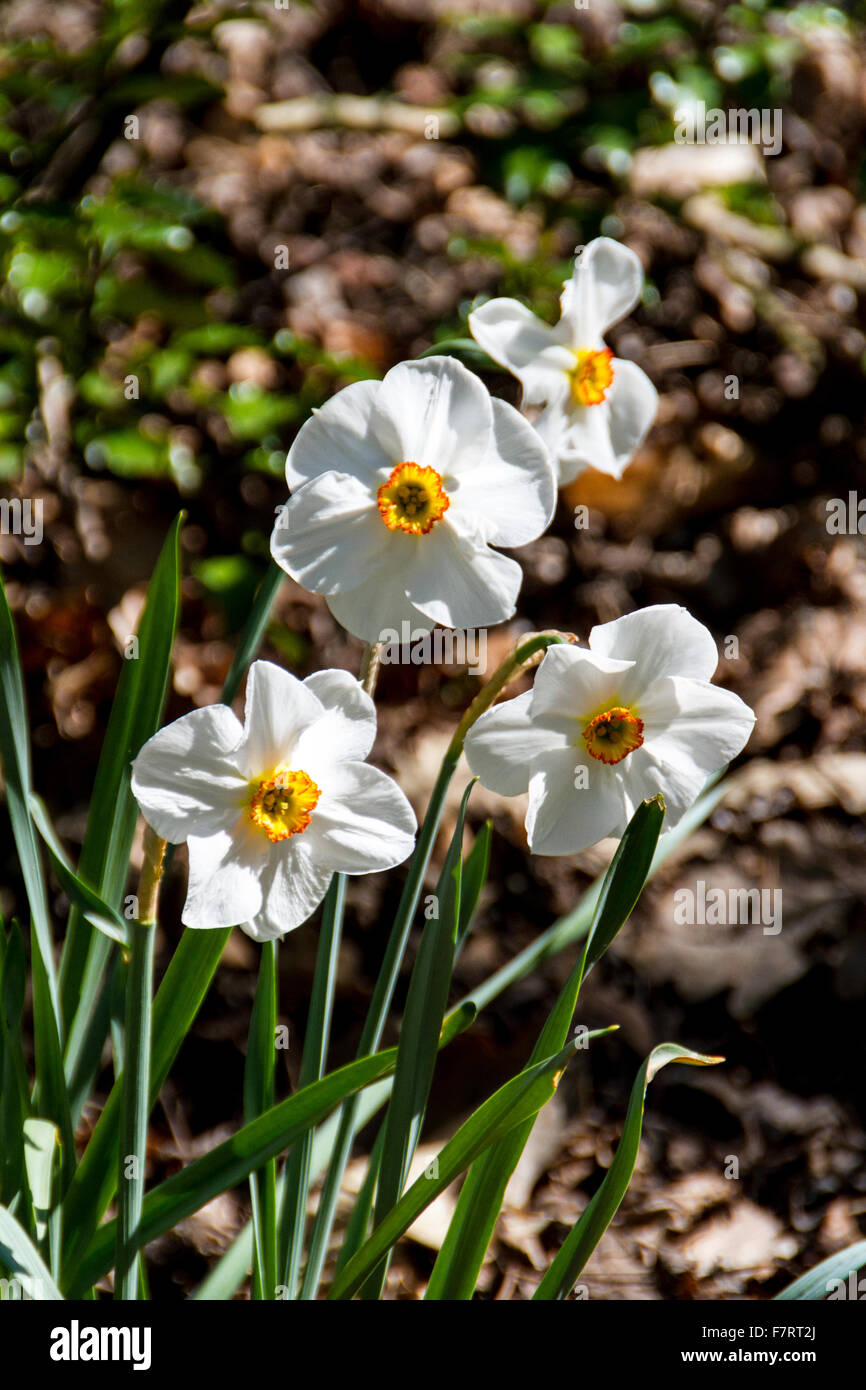 Narcissus and daffodil spring flower Stock Photo - Alamy